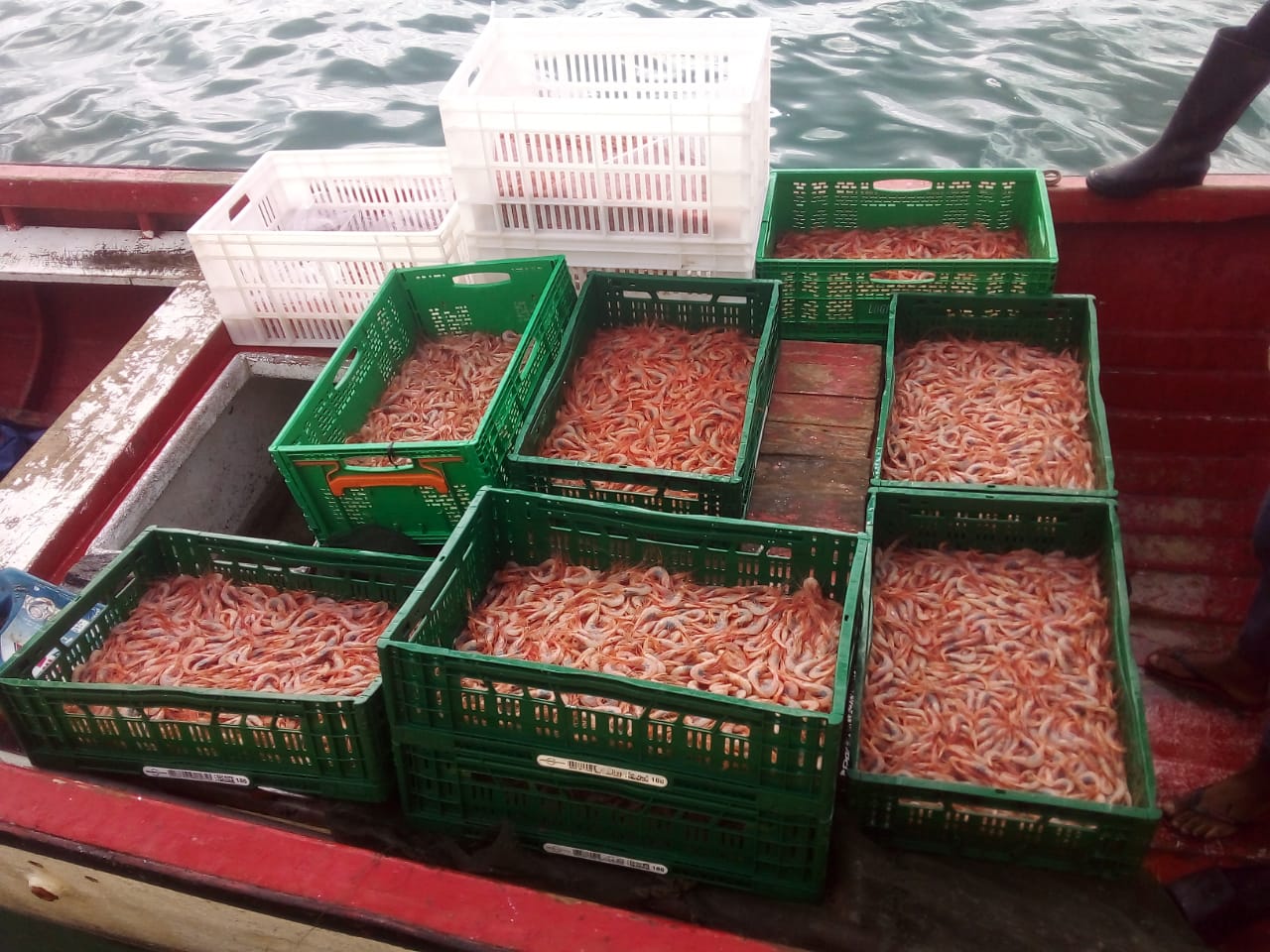 Pesca de camarão-soldado já é uma realidade no País - Governo de Cabo Verde